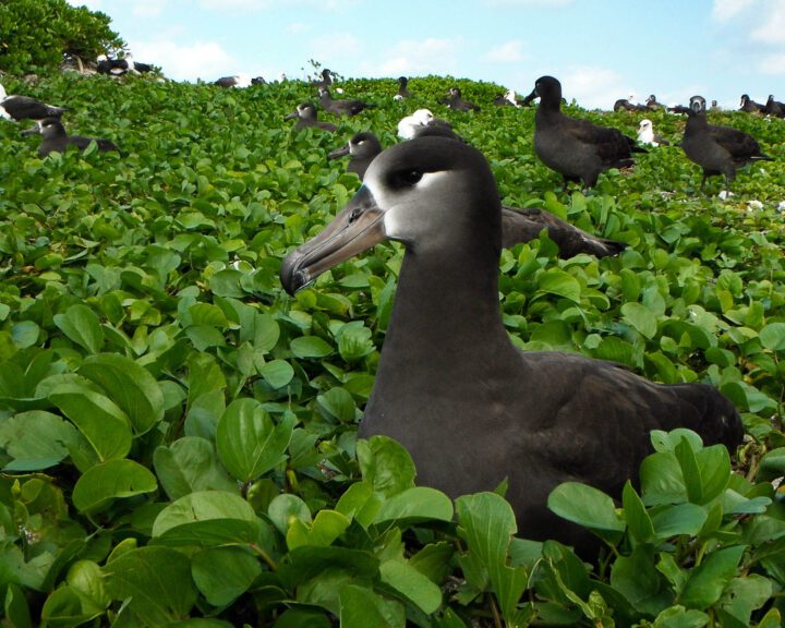 Explore Kure - Kure Atoll Conservancy