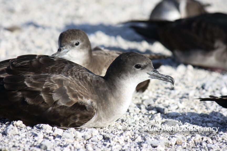 Explore Kure - Kure Atoll Conservancy