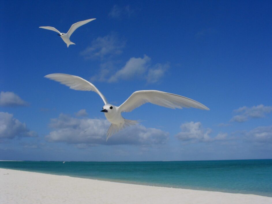 Explore Kure - Kure Atoll Conservancy