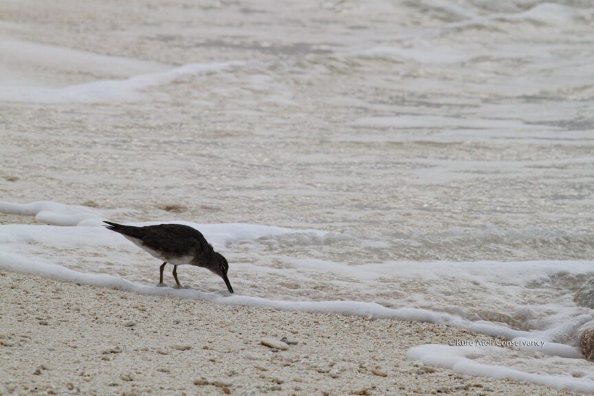 ‘Ūlili – Wandering Tattler - Kure Atoll Conservancy