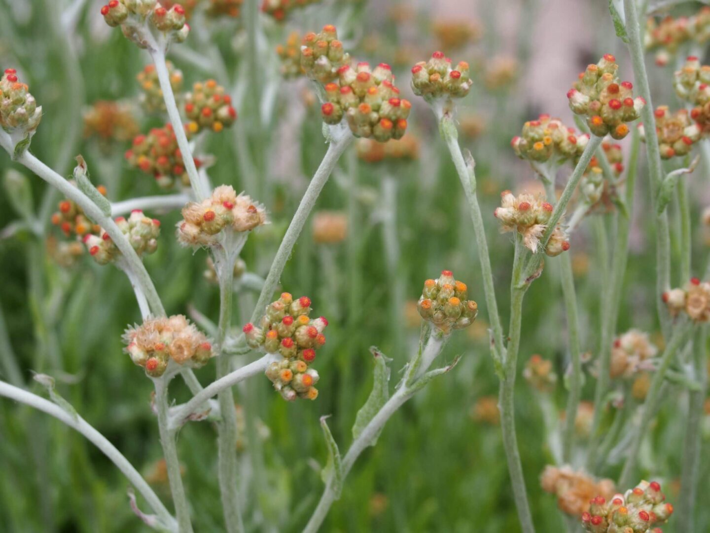 Native Plant - Kure Atoll Conservancy