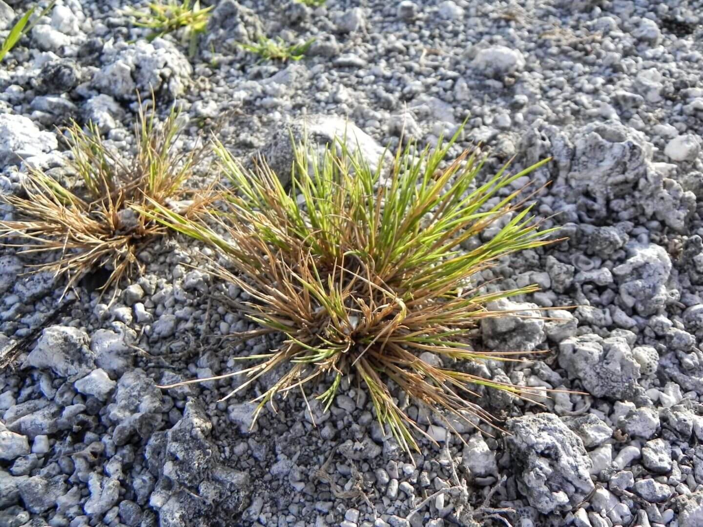 Native Grass - Kure Atoll Conservancy