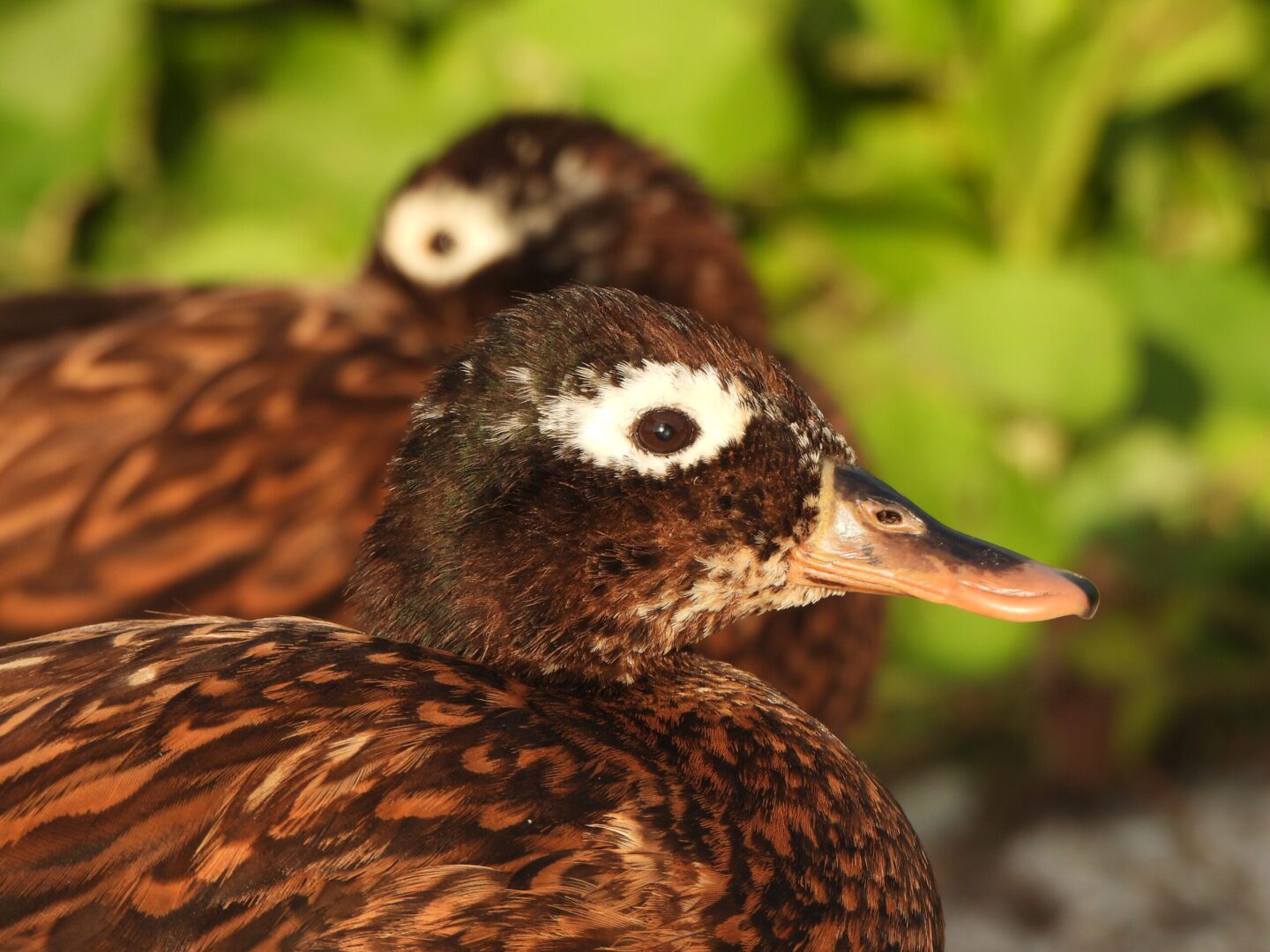Koloa Pōhaka – Laysan Duck - Kure Atoll Conservancy